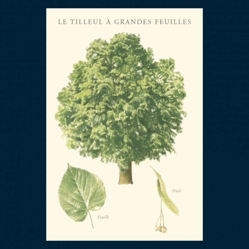 Carte postale illustrée - Tilleul à grandes feuilles - Collection ...
