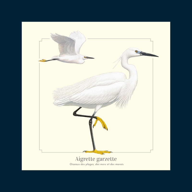 Carte postale carrée illustrée - Aigrette garzette - Collection Oiseaux ...