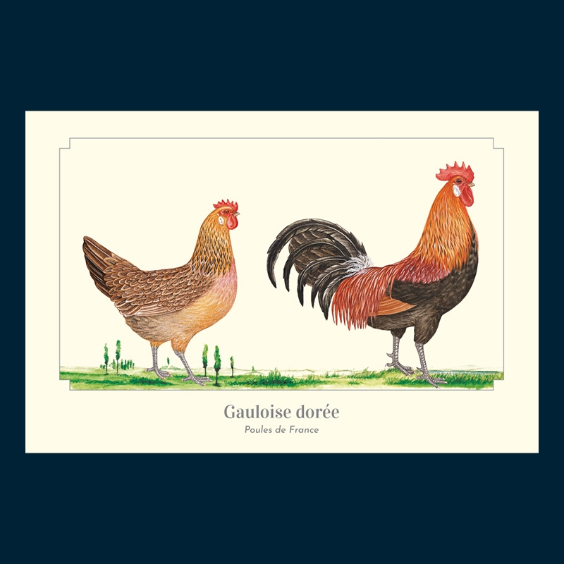 Carte postale illustrée - Gauloise dorée - Collection Poules - Longue-vue