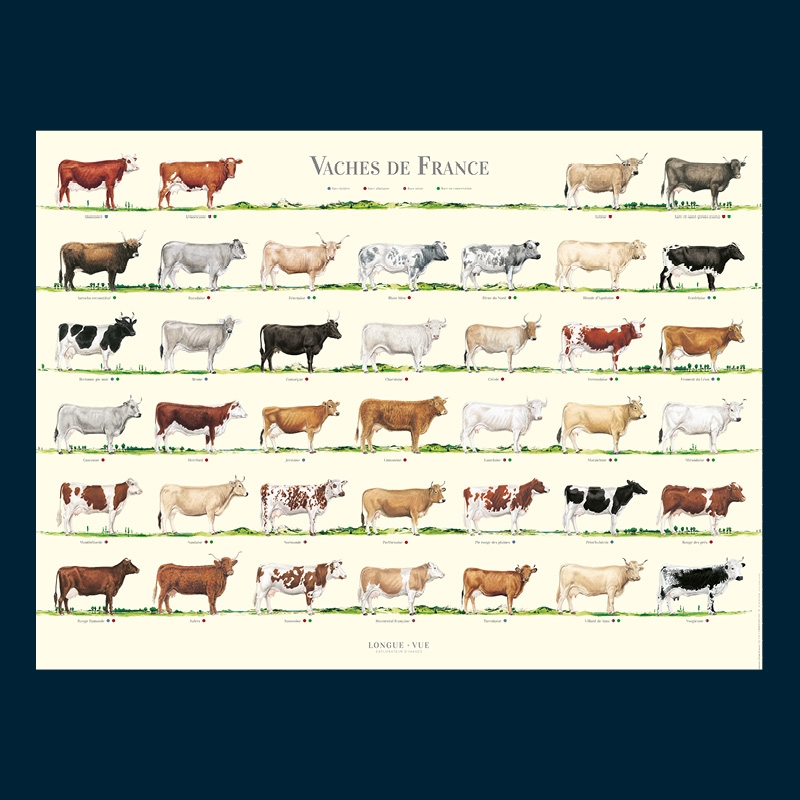 Affiche illustrée - Vaches de France - Collection Vaches - Longue-vue