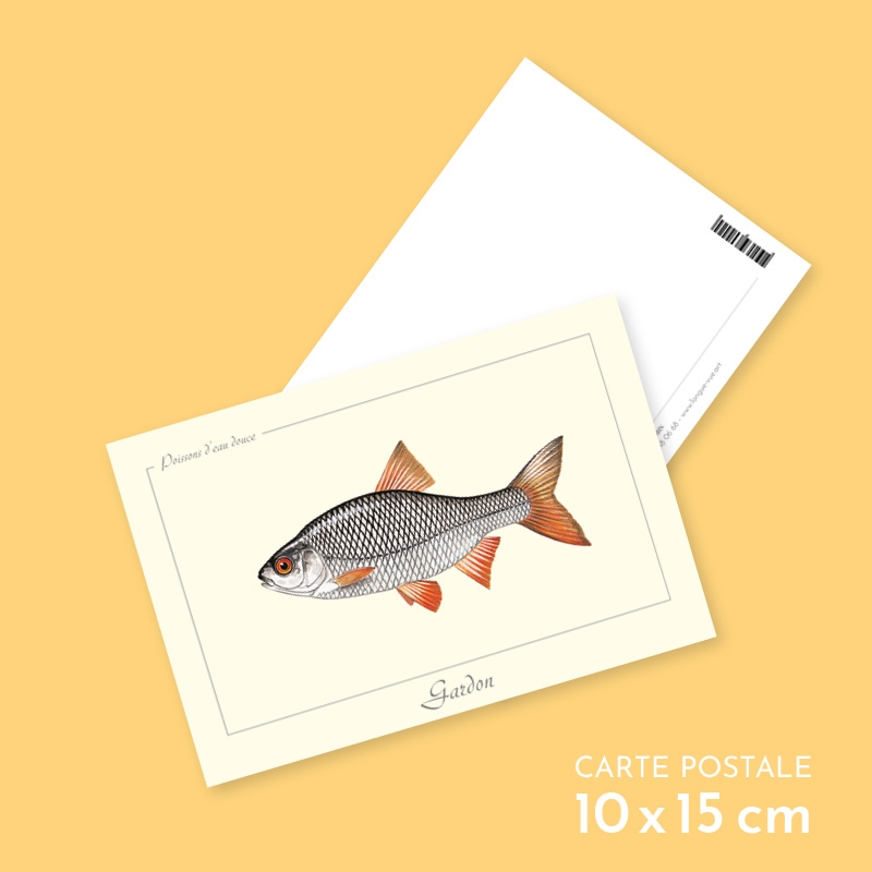 Carte postale illustrée - Gardon - Collection Poissons des rivières ...