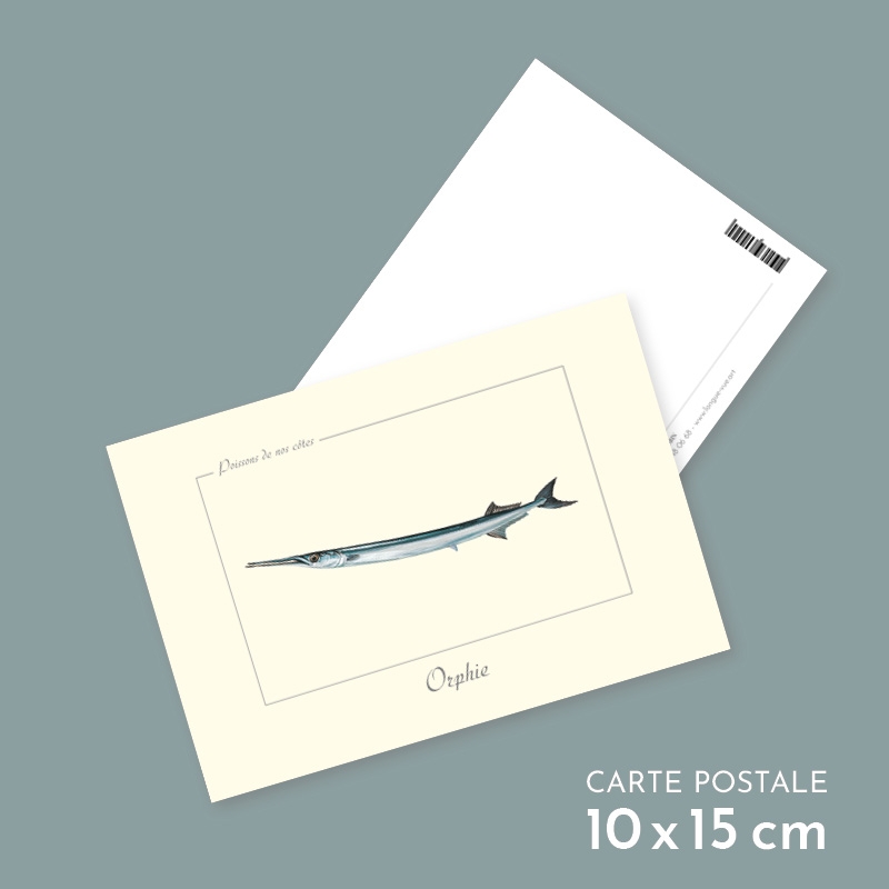 Carte postale illustrée - Orphie - Collection Poissons des mers ...