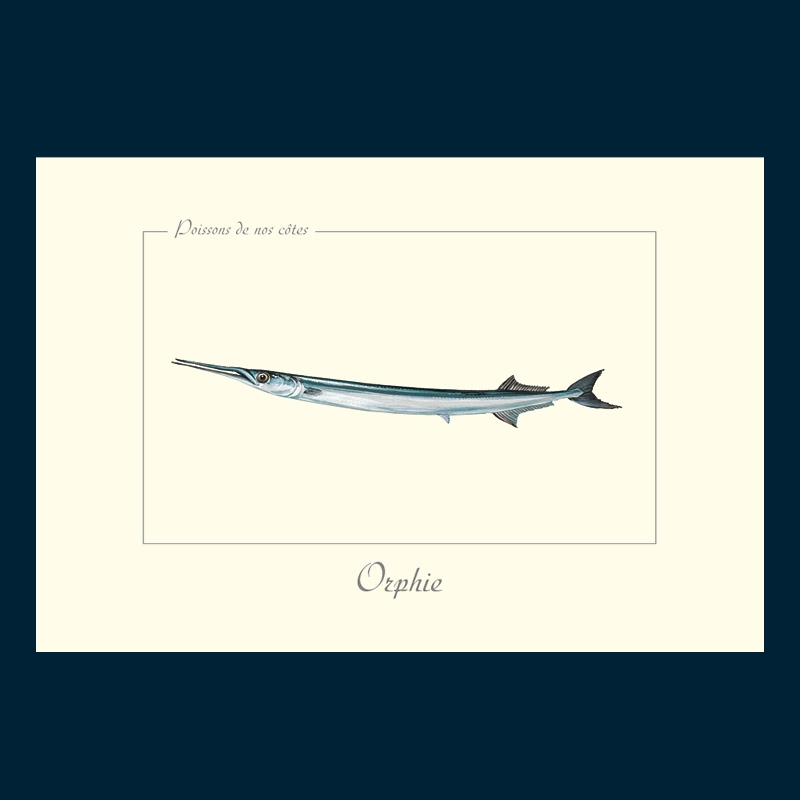 Carte postale illustrée - Orphie - Collection Poissons des mers ...