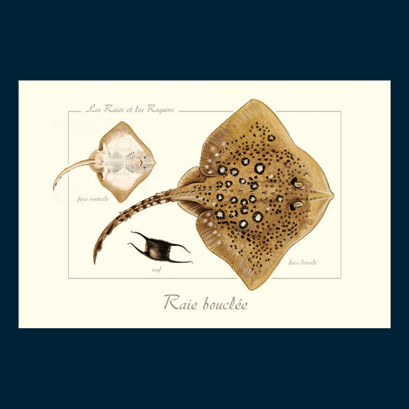 Carte postale illustrée - Raie bouclée - Collection Raies et requins ...