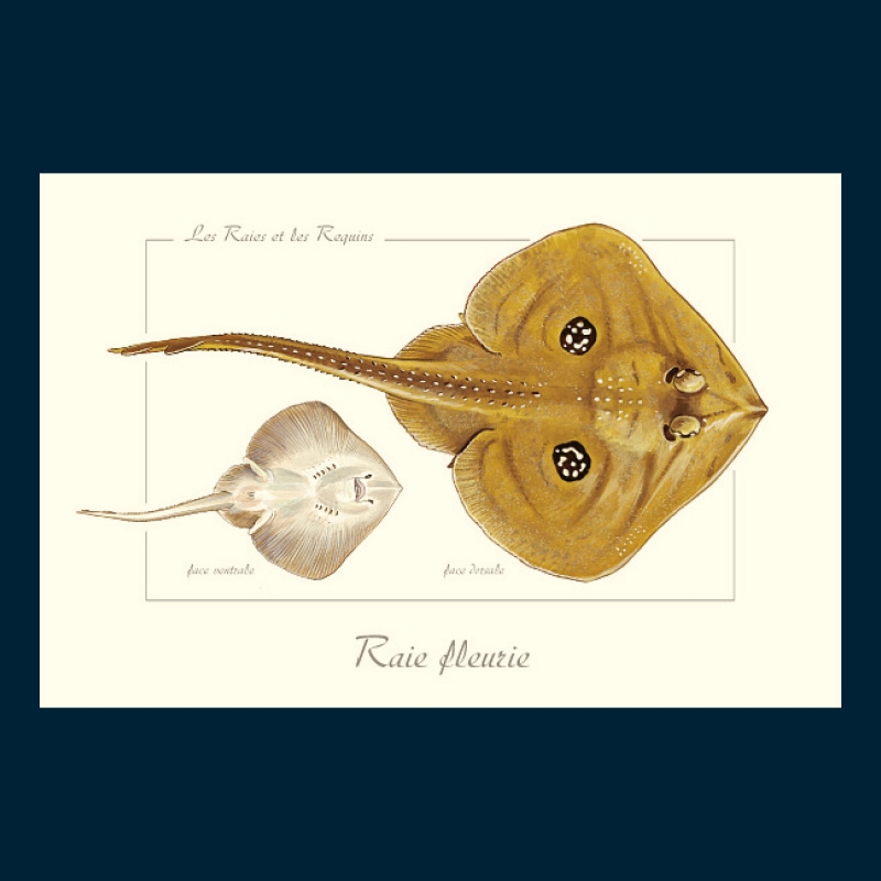 Carte postale illustrée - Raie fleurie - Collection Raies et requins ...