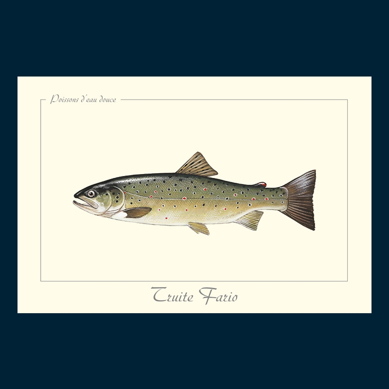 Carte postale illustrée - Truite fario - Collection Poissons des ...