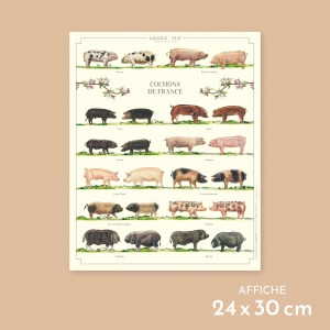 Affiche illustrée - Cochons de France - Collection Animaux domestiques ...