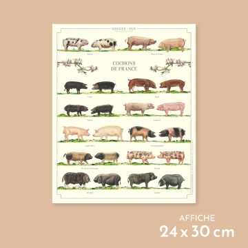 Affiche illustrée - Cochons de France - Collection Animaux domestiques ...